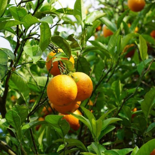 Star Nursery Garden Center’s Plant Library | Citrus | Star Nursery ...