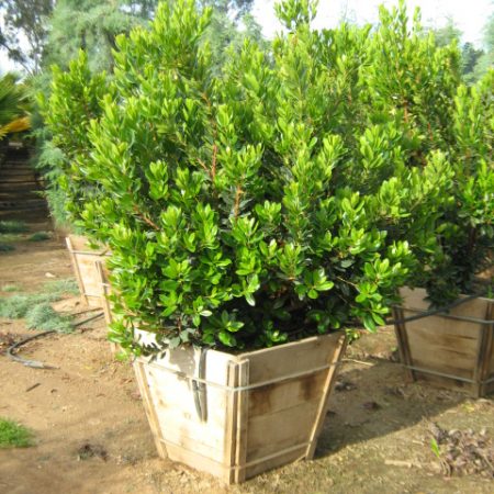 Japanese Blueberry Tree