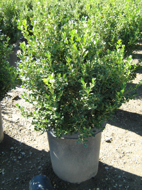 Japanese Boxwood