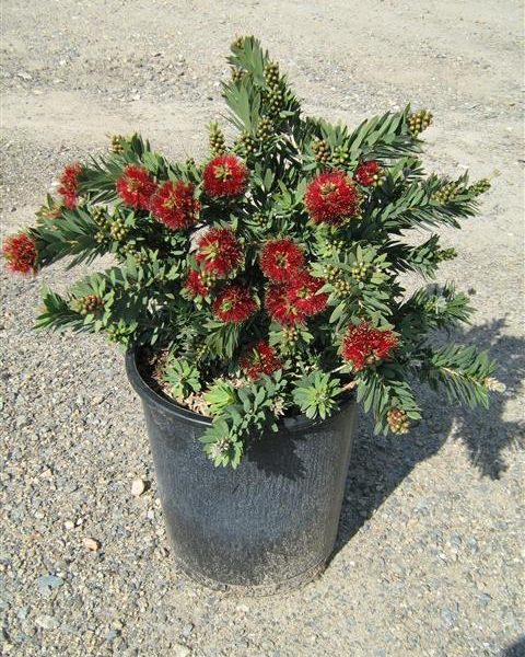 Dwarf Bottlebrush
