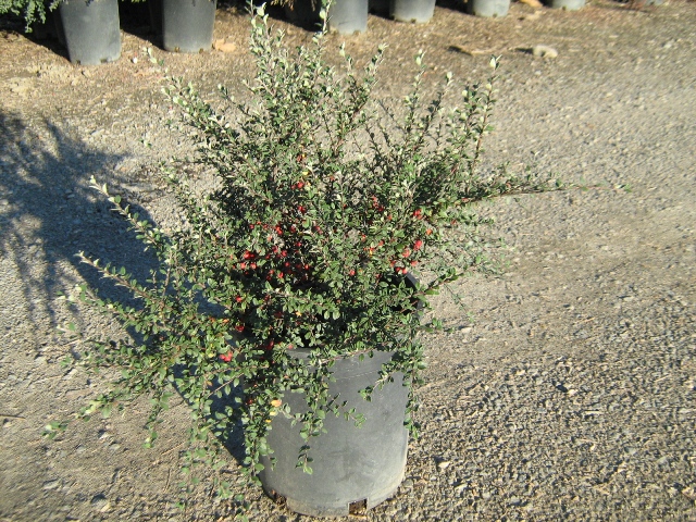 Gray Leaf Cotoneaster
