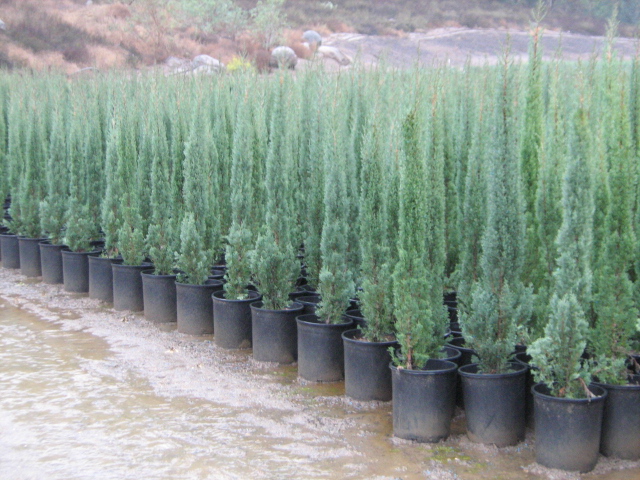 Miniature Italian Cypress Trees