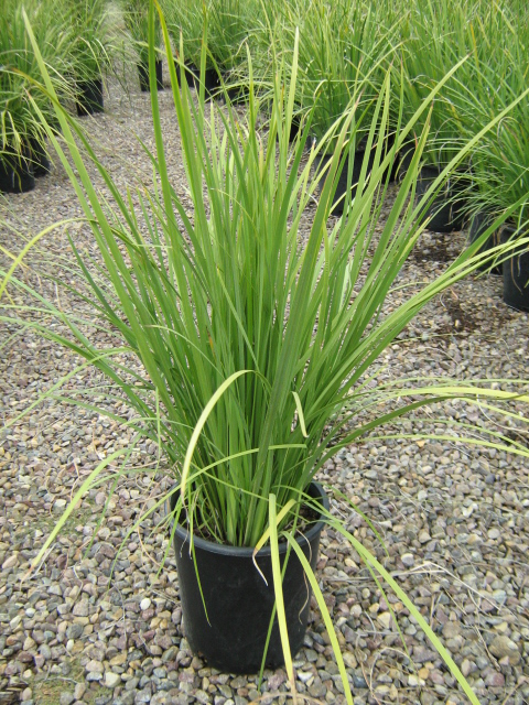 Yellow Butterfly Iris