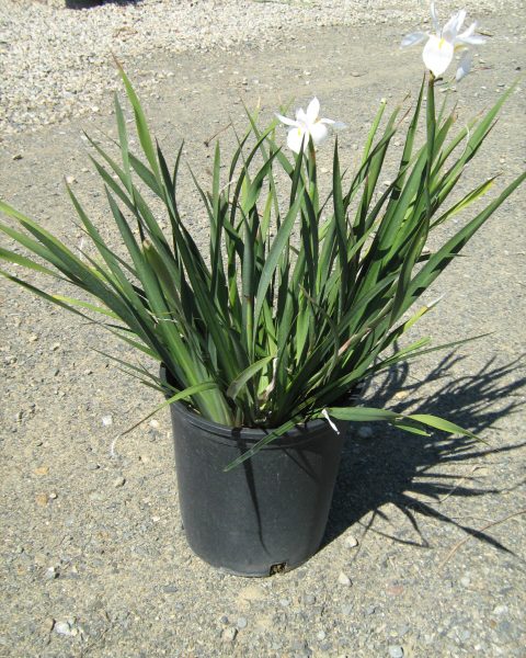 Butterfly Iris – Happy Holidays