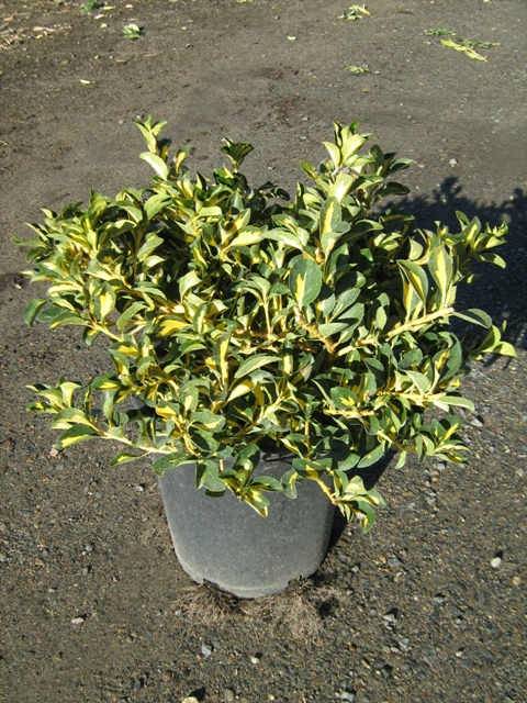 Gold Spot Euonymus