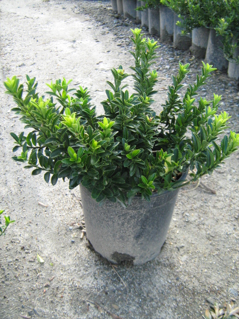 Box Leaf Euonymus | Star Nursery
