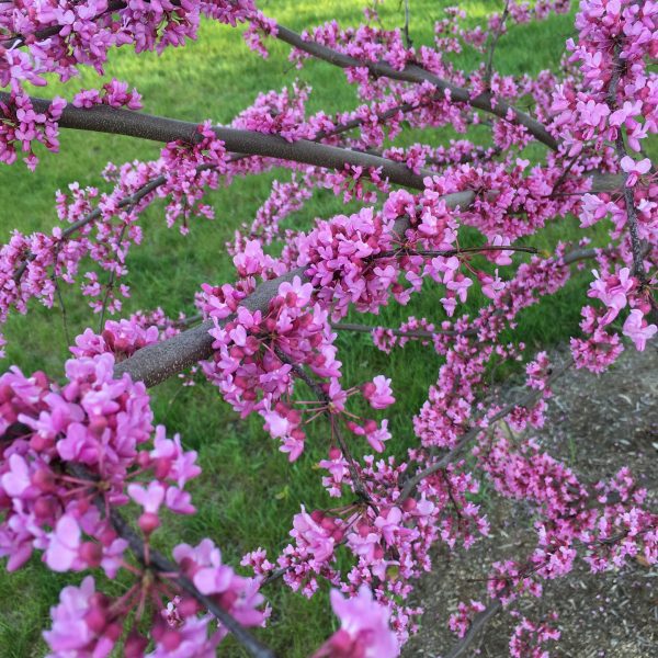Japanese Blueberry Tree