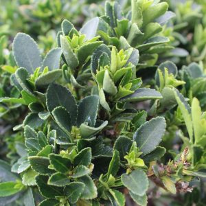 Box Leaf Euonymus