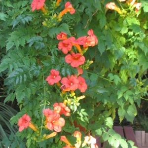 Red Trumpet Creeper
