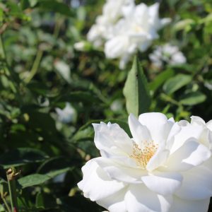 Iceberg White Rose
