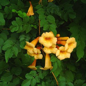 Yellow Trumpet Creeper