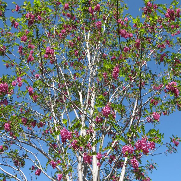Trees