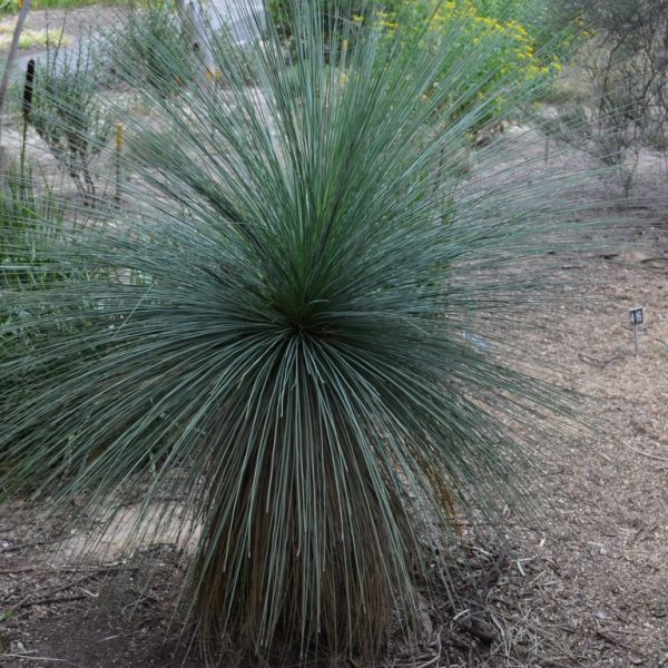 Shrubs
