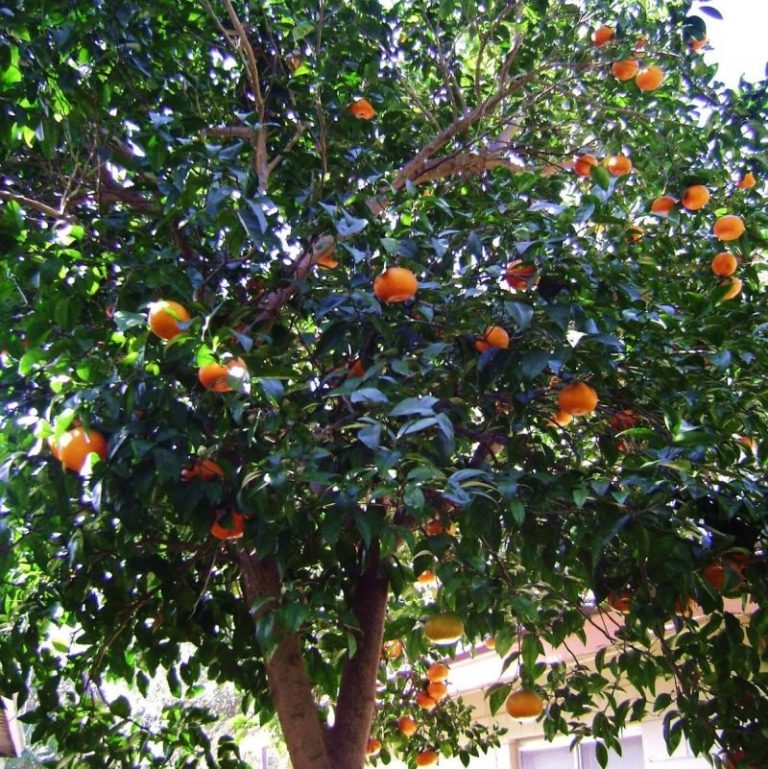 Dancy Mandarin | Star Nursery Garden and Rock Centers