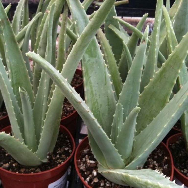 Aloe Vera | Star Nursery Garden and Rock Centers