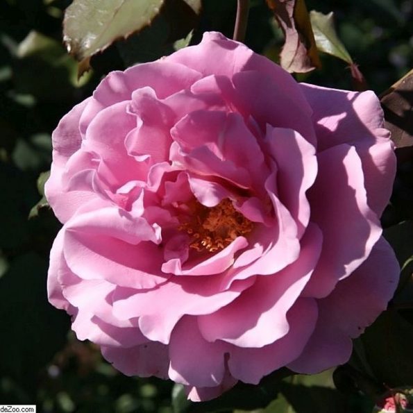 Star Nursery Garden Center’s Plant Library | Star Nursery Garden and ...