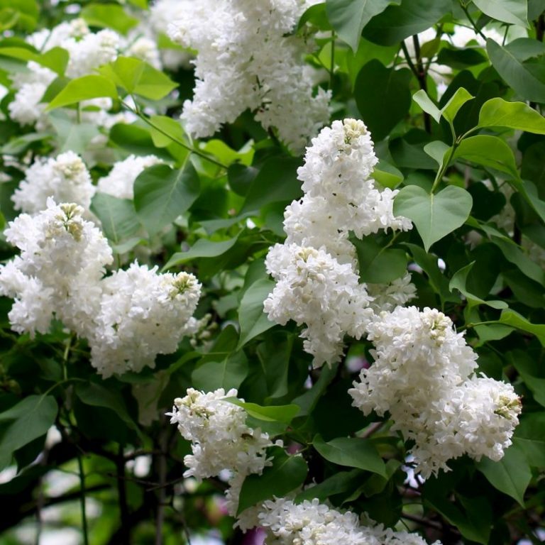Angel While Lilac | Star Nursery Garden and Rock Centers
