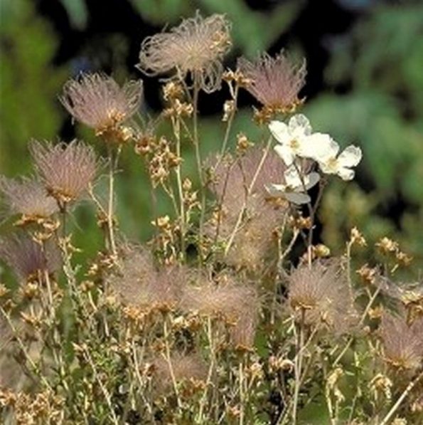 Apache Plume | Star Nursery Garden and Rock Centers