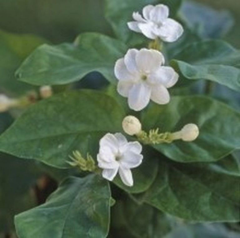 Arabian Jasmine | Star Nursery Garden and Rock Centers