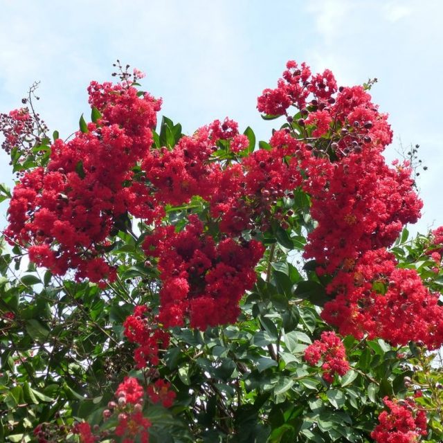 Arapaho Red Crape Myrtle Tree | Star Nursery Garden and Rock Centers