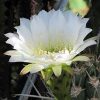 Argentine Toothpick | Star Nursery Garden and Rock Centers