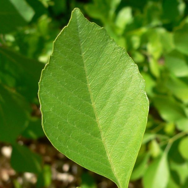 Arizona Ash | Star Nursery Garden and Rock Centers