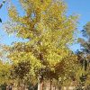 Arizona Ash | Star Nursery Garden and Rock Centers