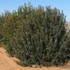 Arizona Rosewood | Star Nursery Garden and Rock Centers