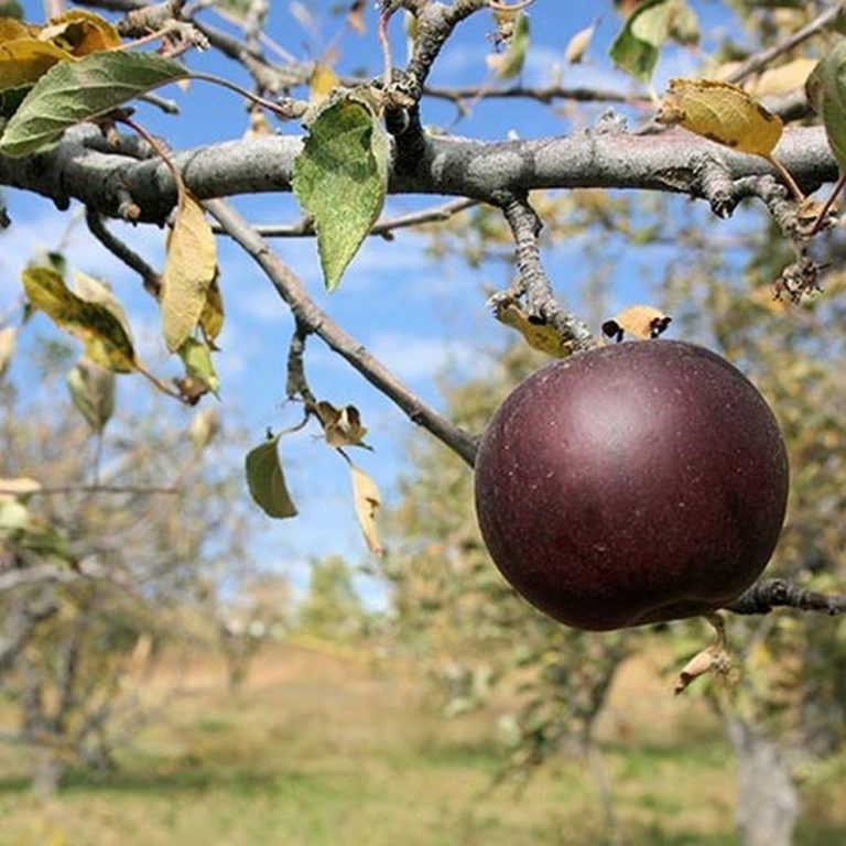 Arkansas Black Apple | Star Nursery Garden and Rock Centers