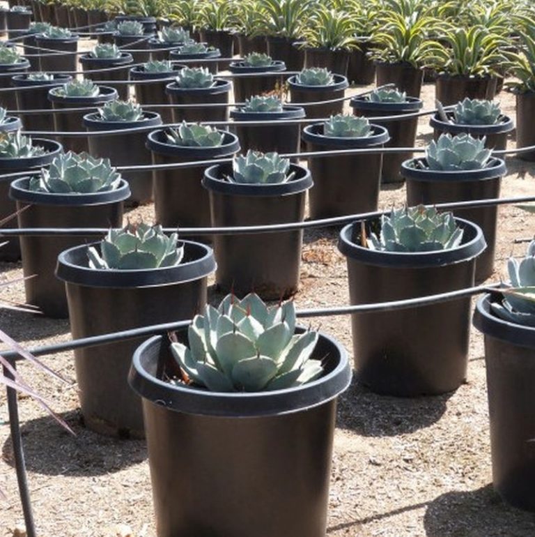Artichoke Agave Star Nursery Garden And Rock Centers