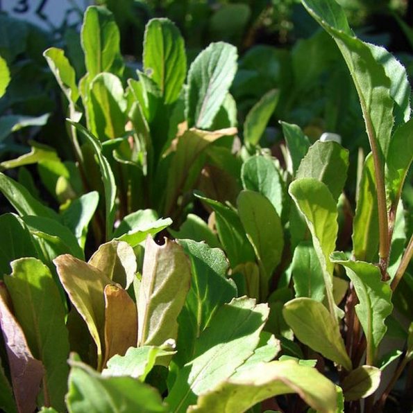 Arugula | Star Nursery Garden and Rock Centers