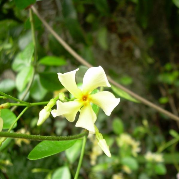 Asian Jasmine | Star Nursery Garden and Rock Centers