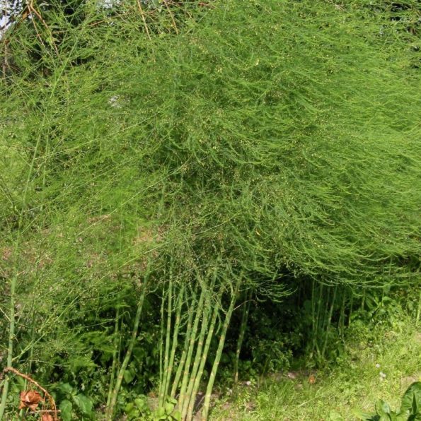 Asparagus | Star Nursery Garden and Rock Centers