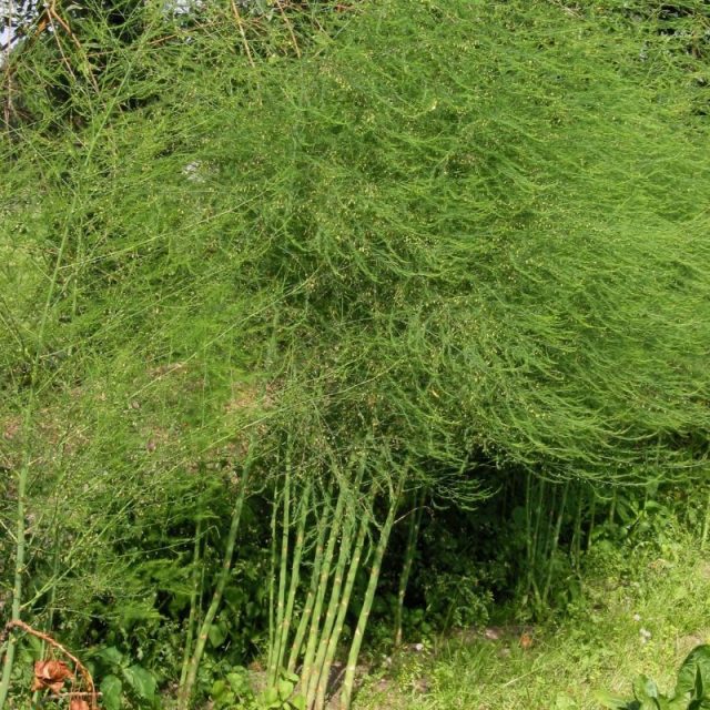 Asparagus | Star Nursery Garden and Rock Centers