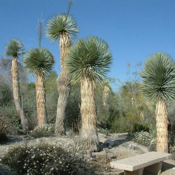 Beaked Yucca | Star Nursery Garden and Rock Centers
