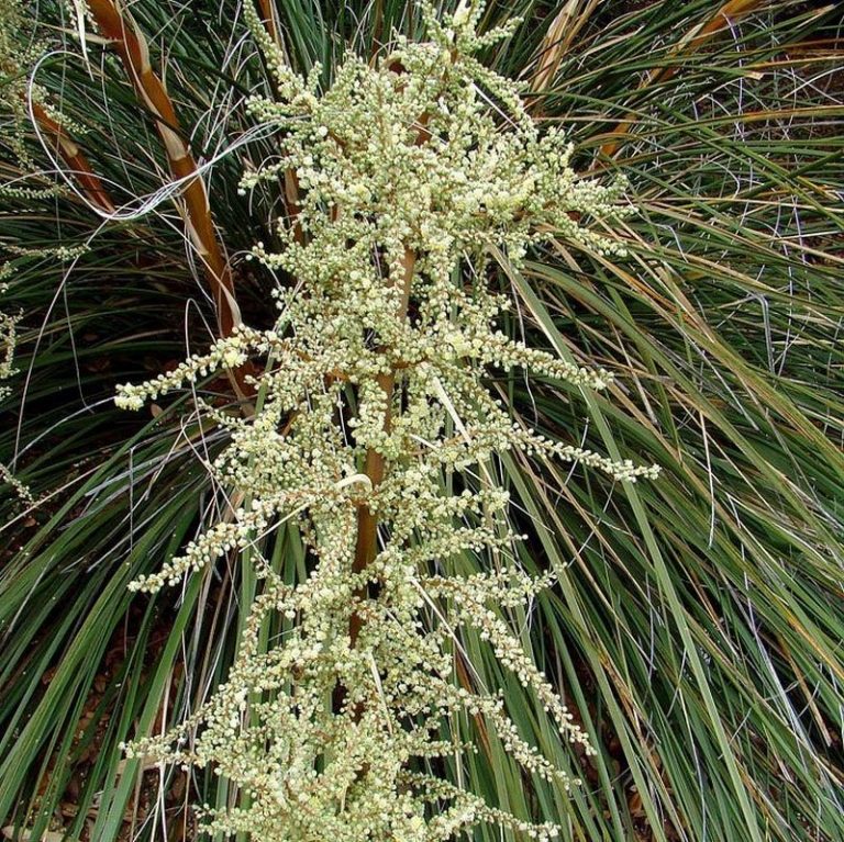 Beargrass | Star Nursery Garden and Rock Centers