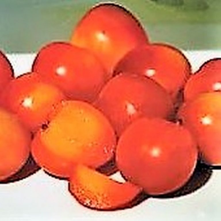 Beauty Plum | Star Nursery Garden and Rock Centers