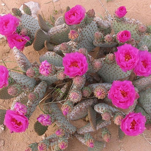 Beavertail Cactus | Star Nursery Garden and Rock Centers