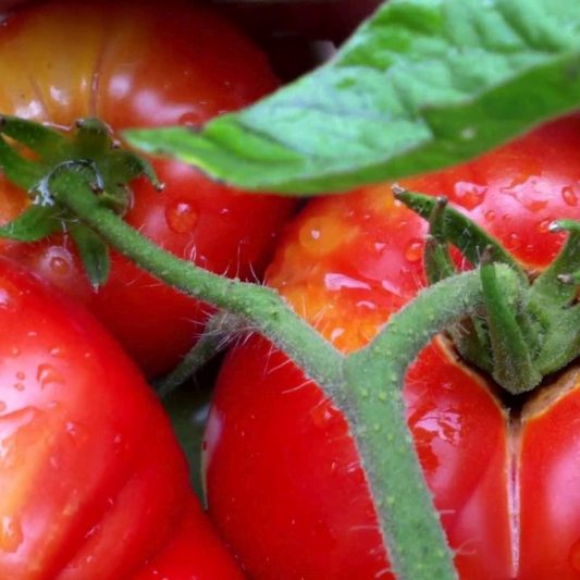 Beefmaster Tomato | Star Nursery Garden and Rock Centers