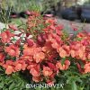 Bells of Fire | Star Nursery Garden and Rock Centers