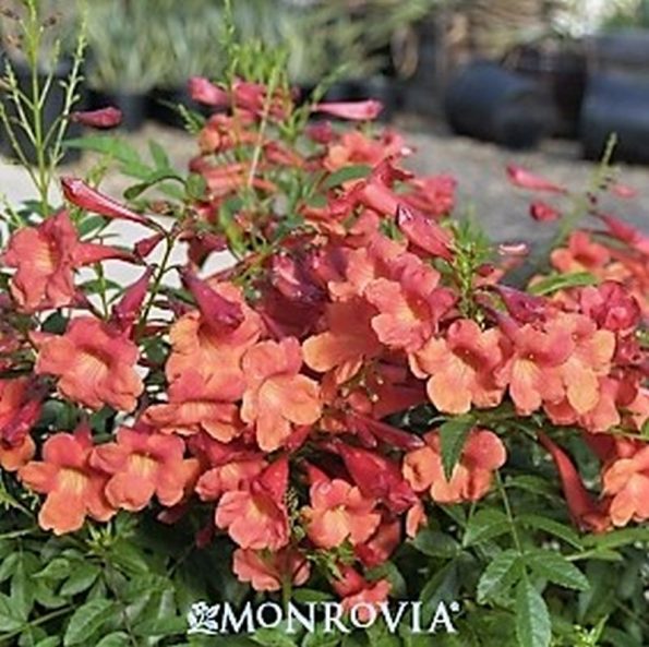 Bells of Fire | Star Nursery Garden and Rock Centers
