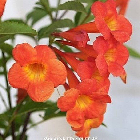 Bells of Fire | Star Nursery Garden and Rock Centers