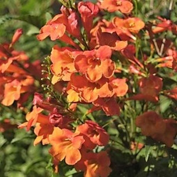 Bells of Fire | Star Nursery Garden and Rock Centers
