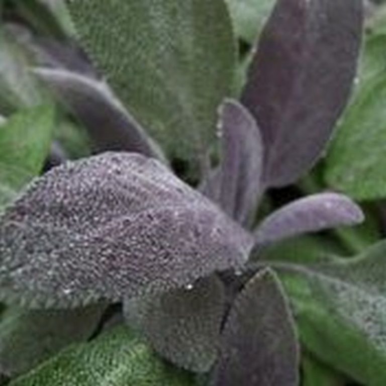 Berggarten Sage | Star Nursery Garden and Rock Centers