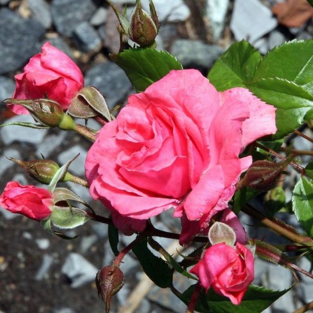 Bewitched Rose | Star Nursery Garden and Rock Centers