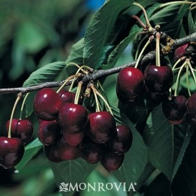 Bing Cherry | Star Nursery Garden and Rock Centers