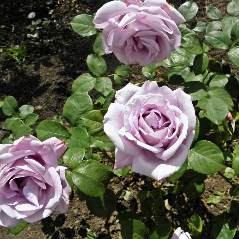 Blue Girl Rose | Star Nursery Garden and Rock Centers