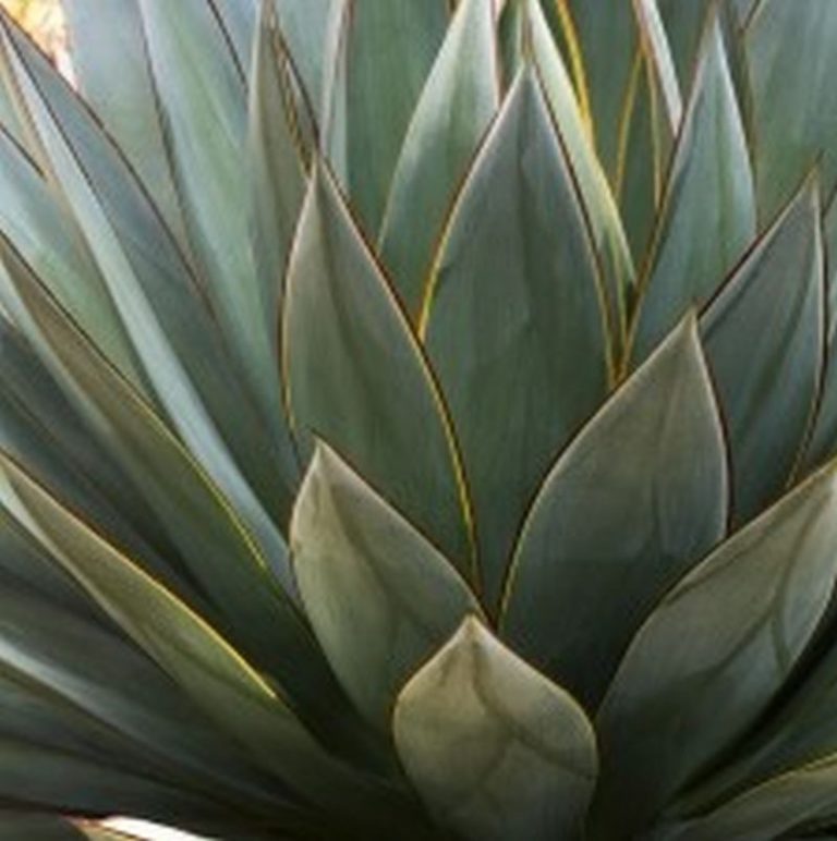 Blue Glow Agave | Star Nursery Garden and Rock Centers
