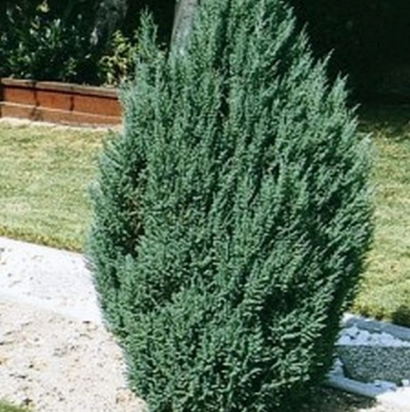 Blue Point Juniper | Star Nursery Garden and Rock Centers