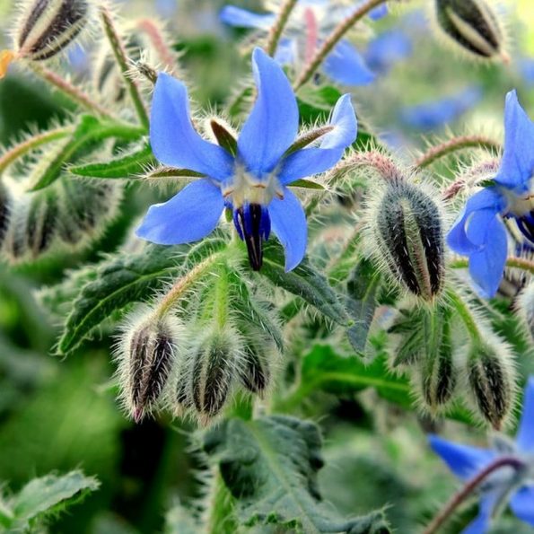 Borage Herb | Star Nursery Garden and Rock Centers